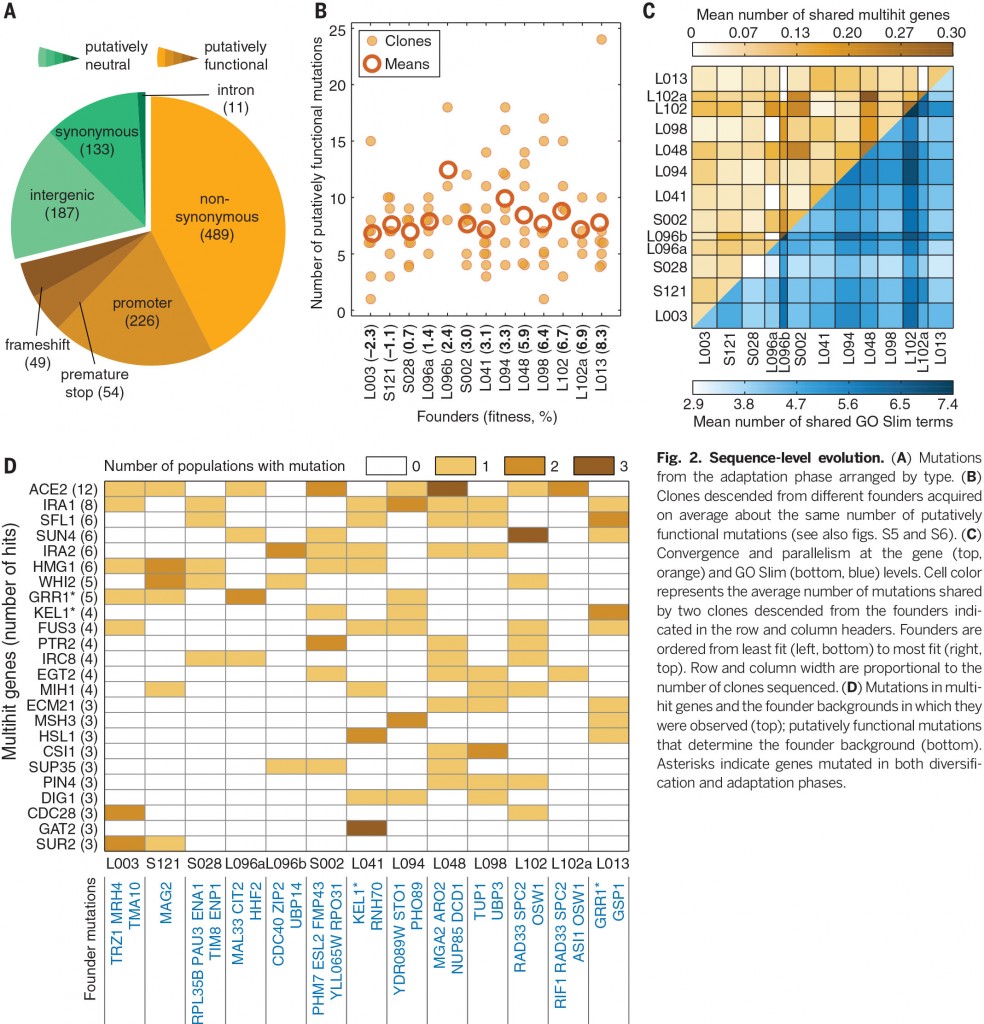 Evolution in Action: Observing Yeast Over 500 Generations | FAS ...